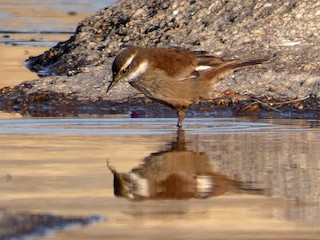 Olrog's Cinclodes - eBird