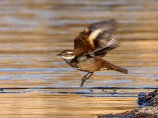 Olrog's Cinclodes - eBird