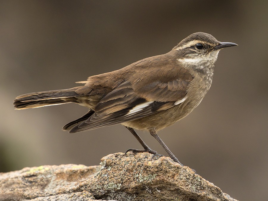 Olrog's Cinclodes - eBird
