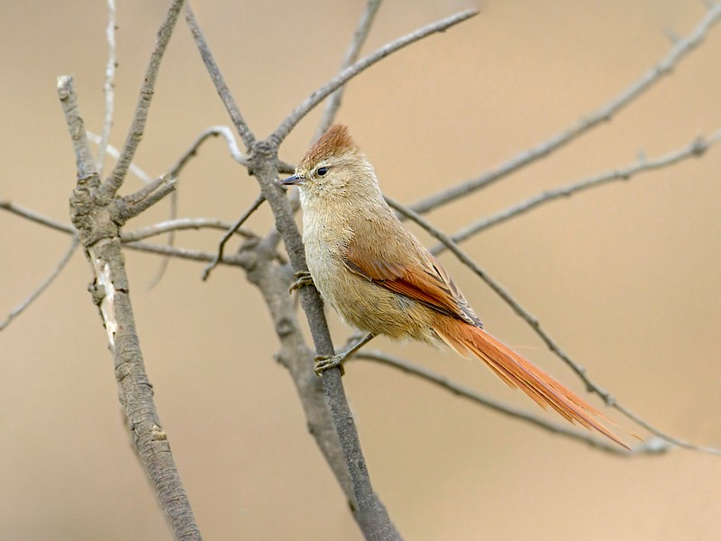 Synallaxe à tête brune - eBird