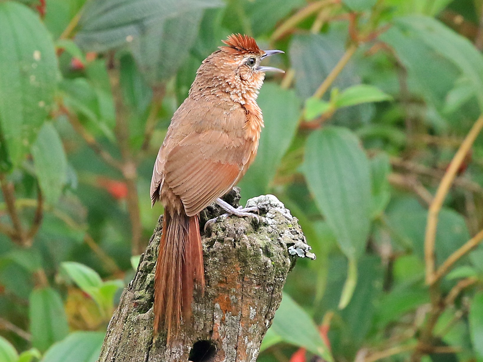 Spot-breasted Thornbird - eBird