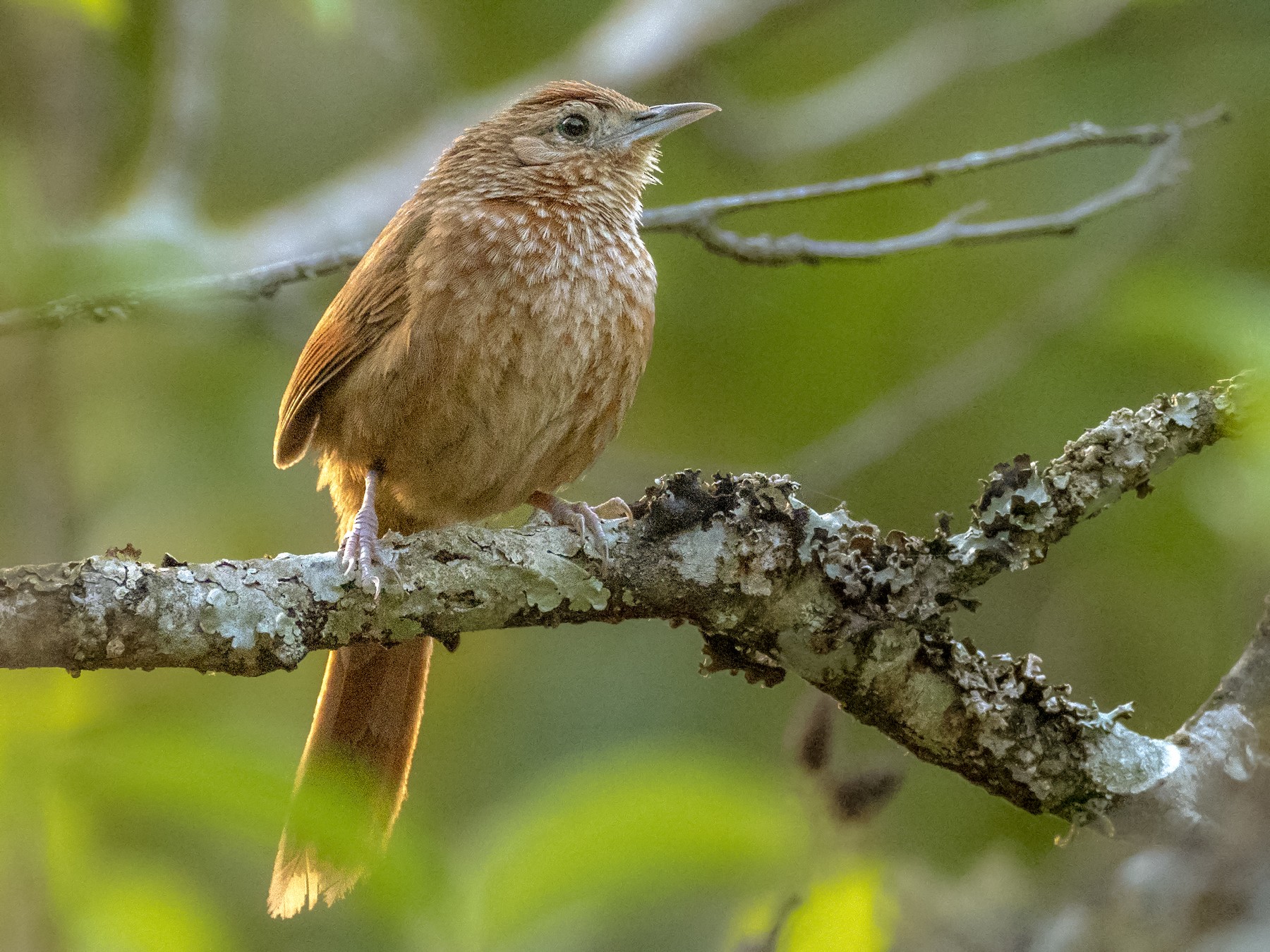 Spot-breasted Thornbird - eBird