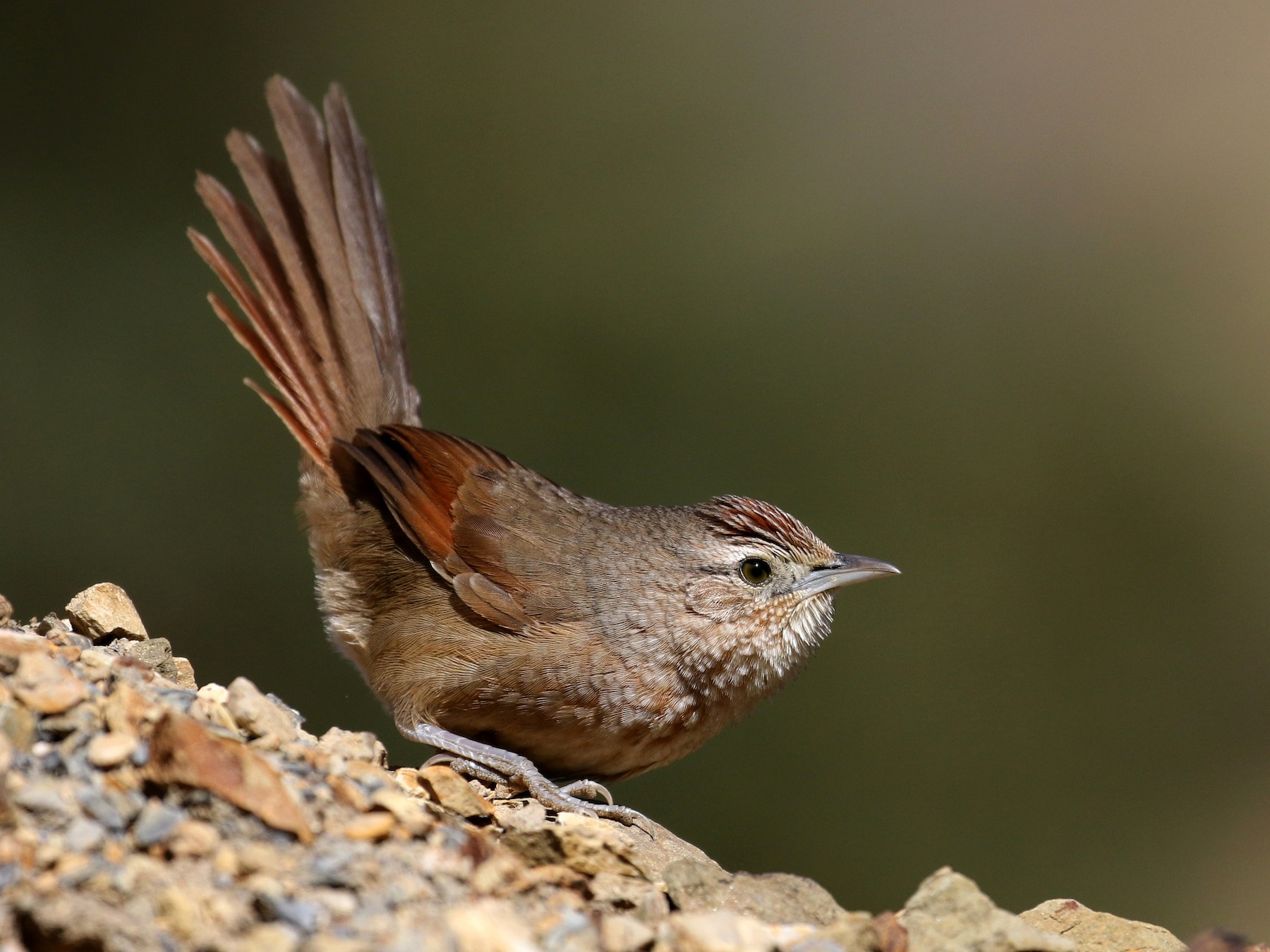 Spot-breasted Thornbird - eBird