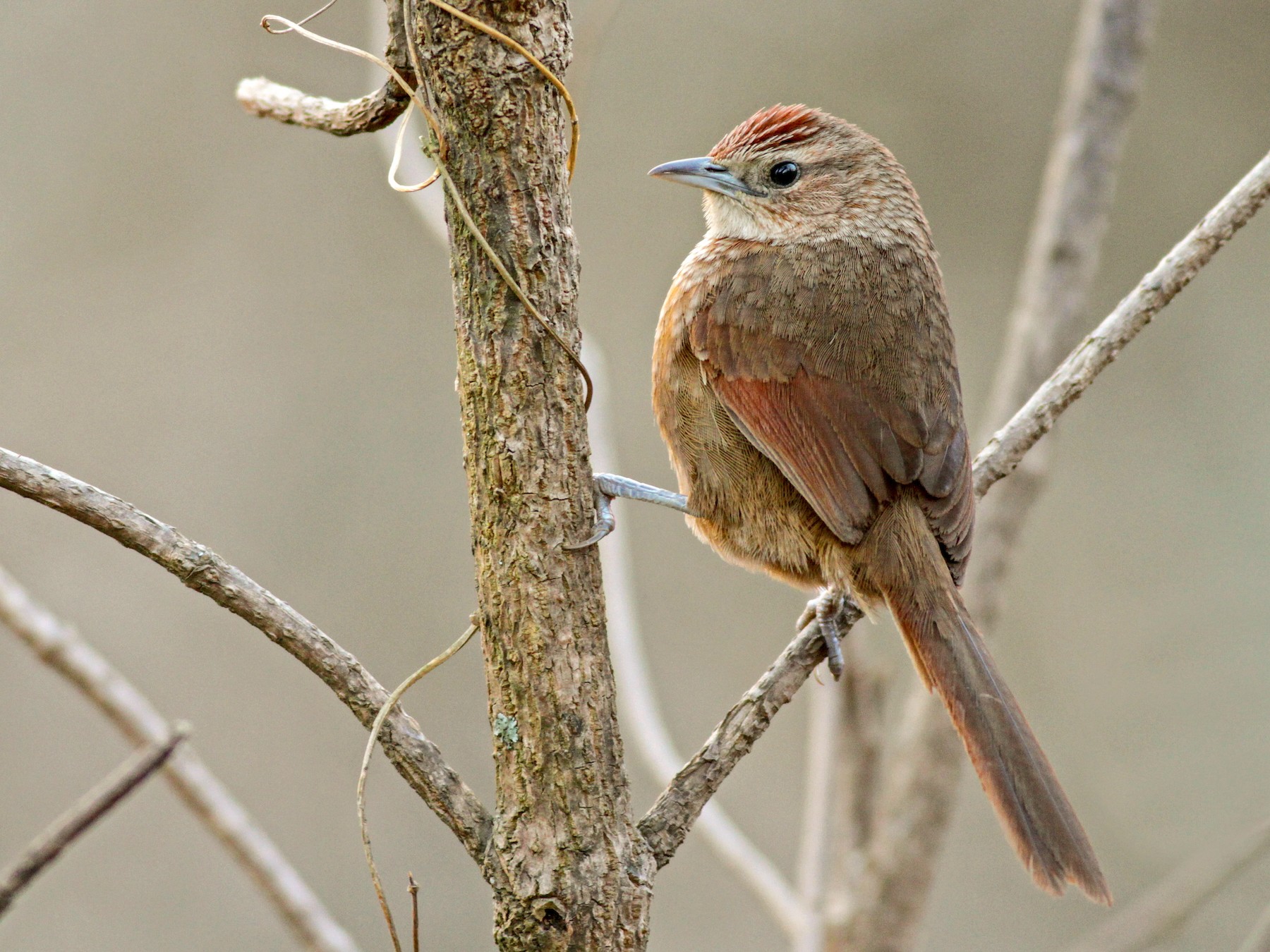 Spot-breasted Thornbird - eBird