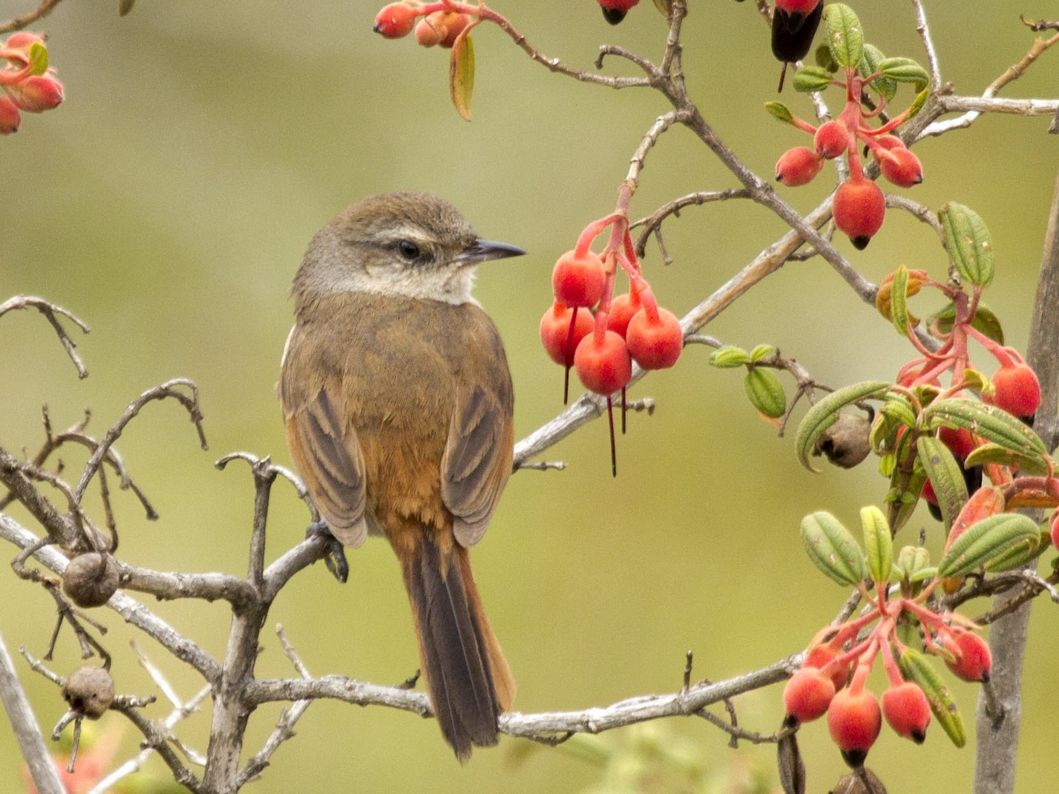 Berlepsch's Canastero - eBird