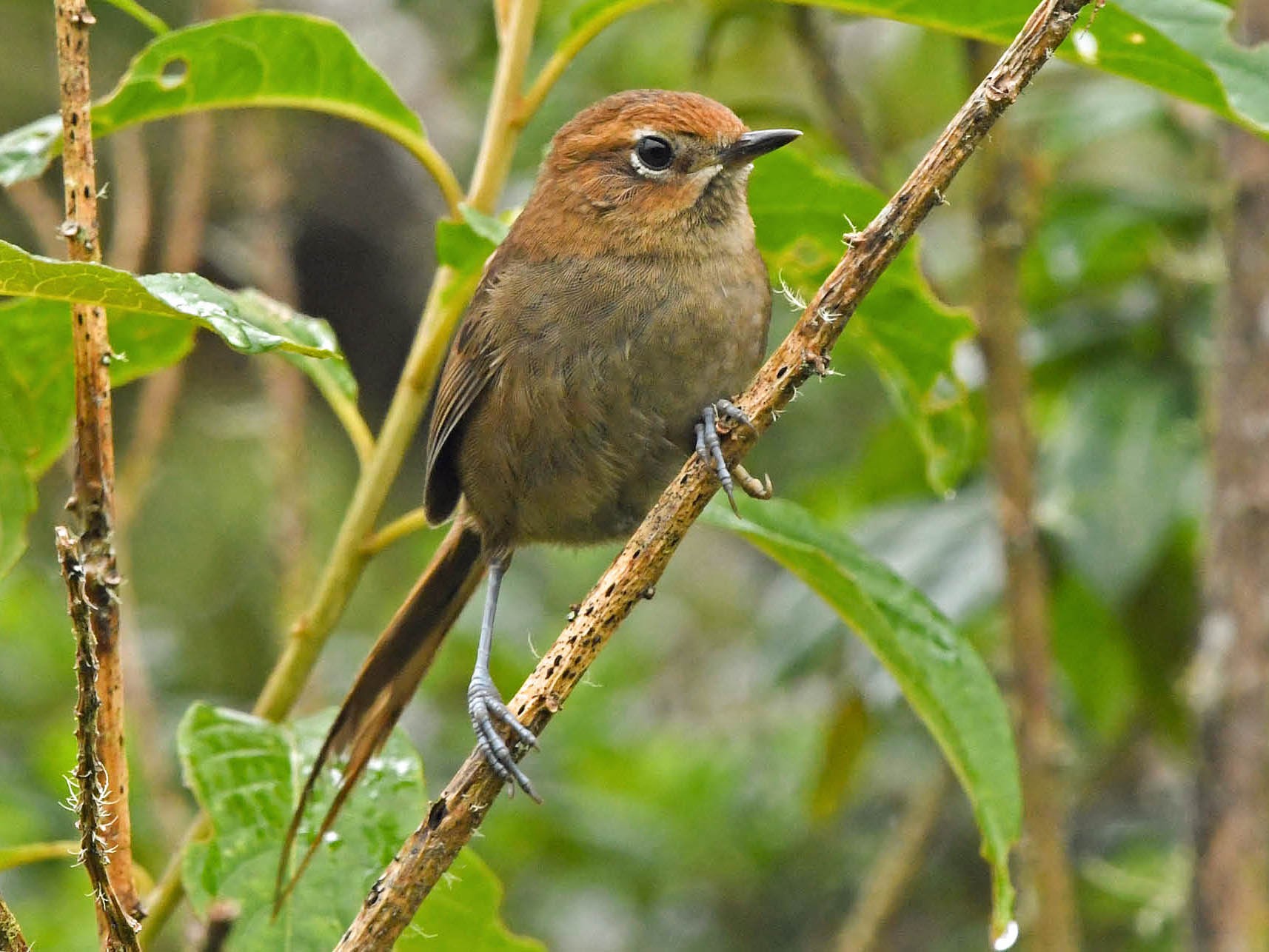 Synallaxe à gorge noire - eBird