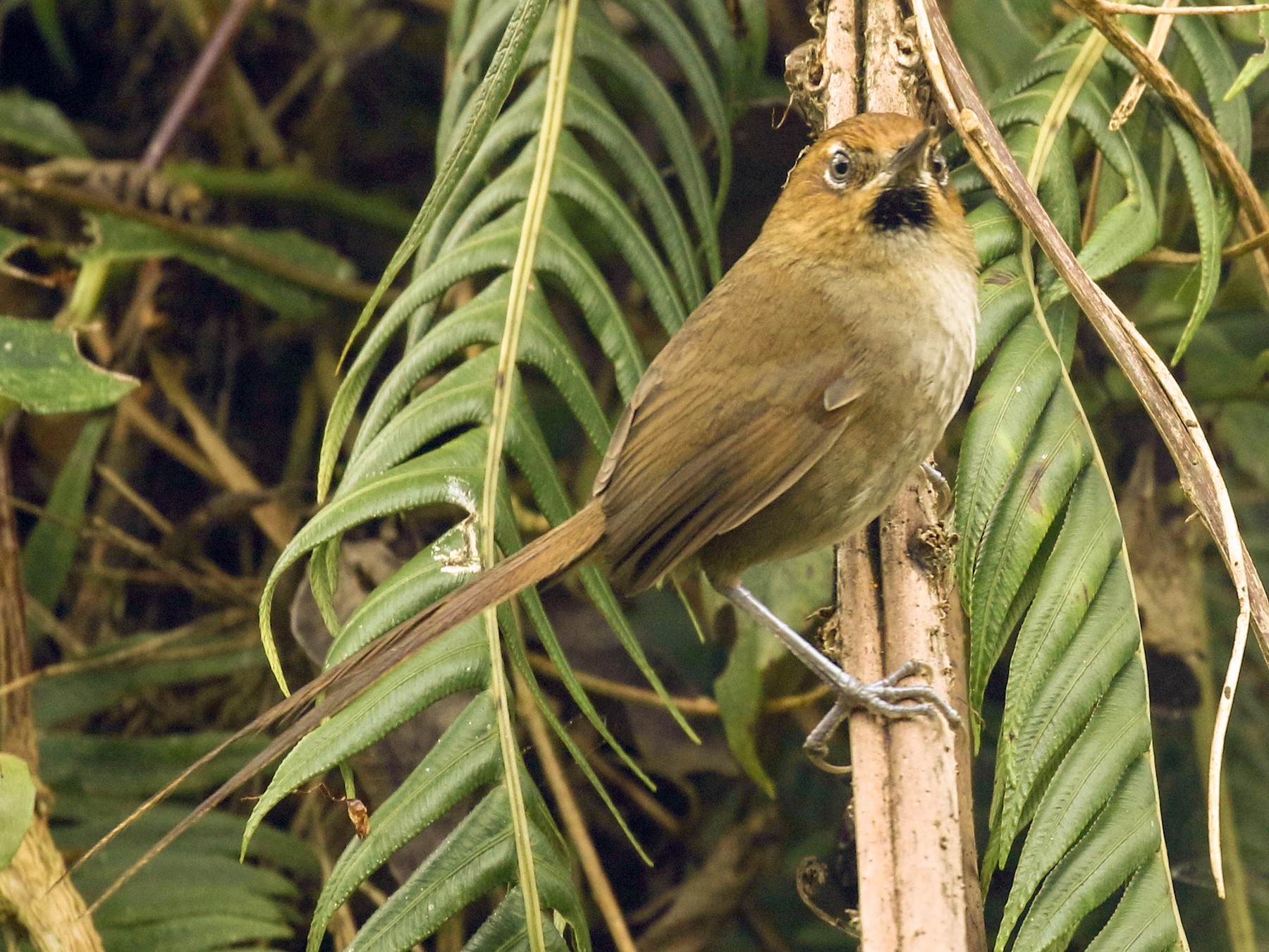 Synallaxe à gorge noire - eBird