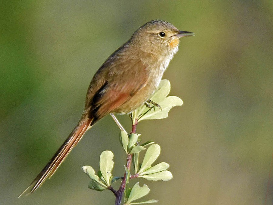 Maquis Canastero - eBird