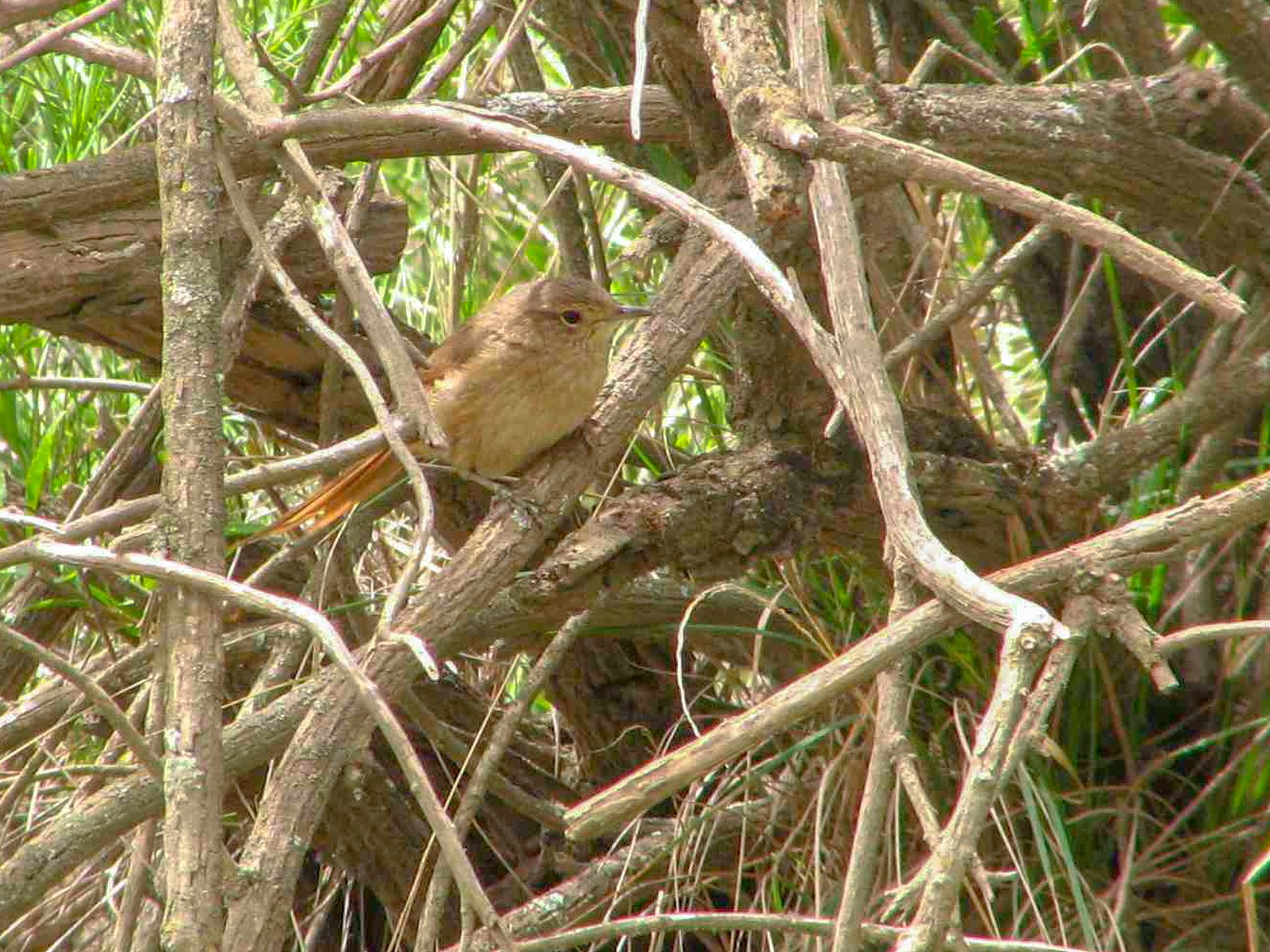 Synallaxe d'Iquico - eBird