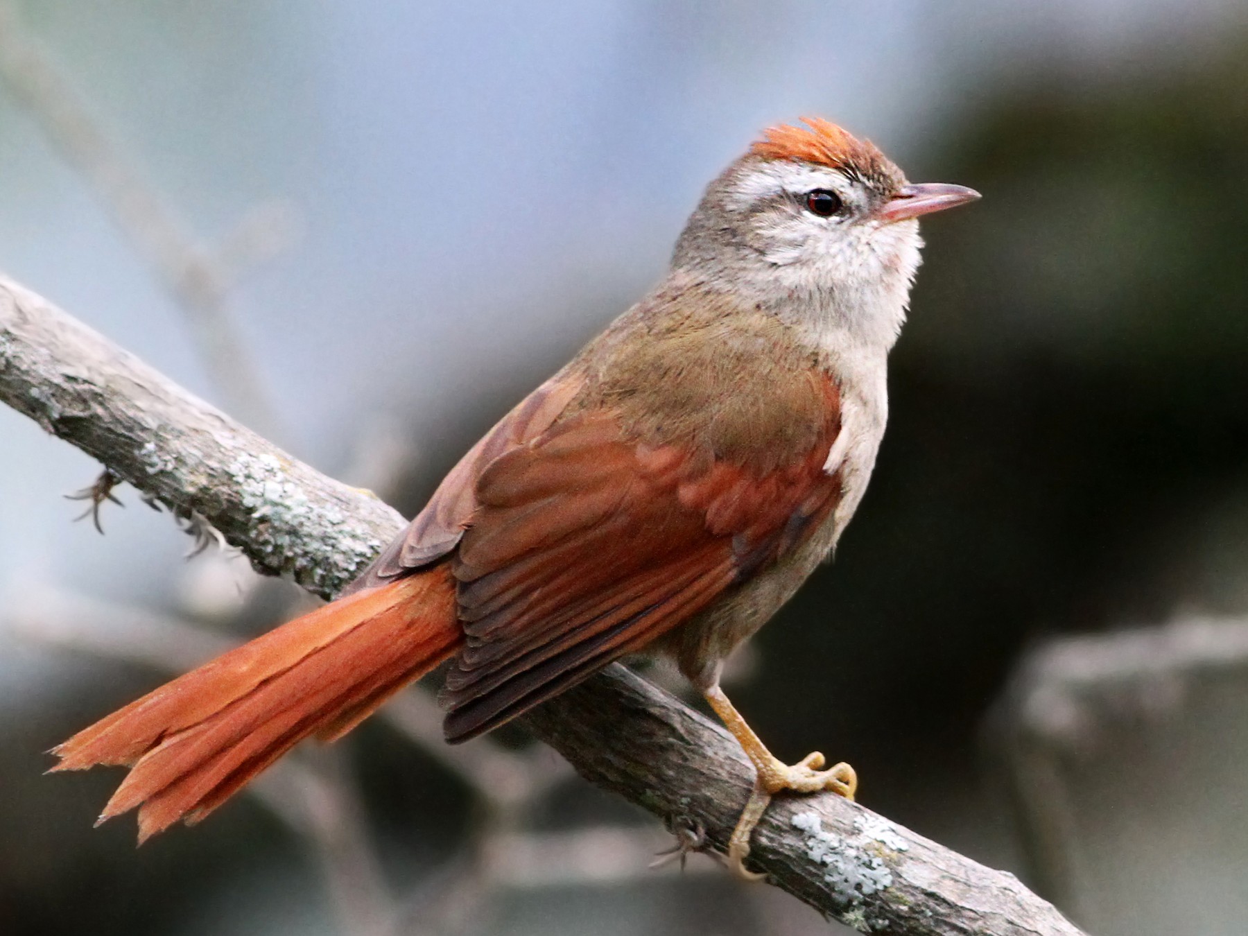 Bolivian Spinetail - eBird