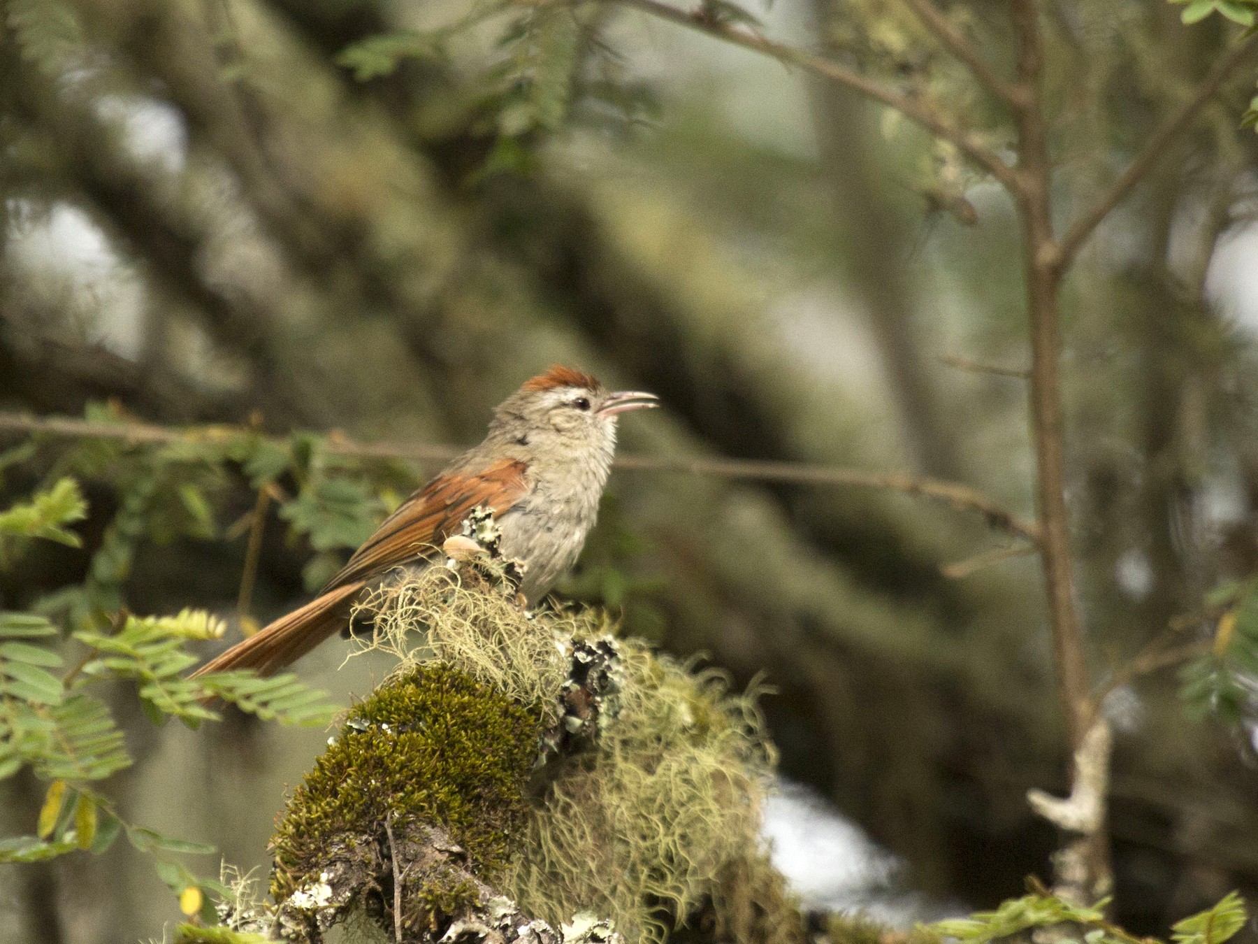Bolivian Spinetail - eBird