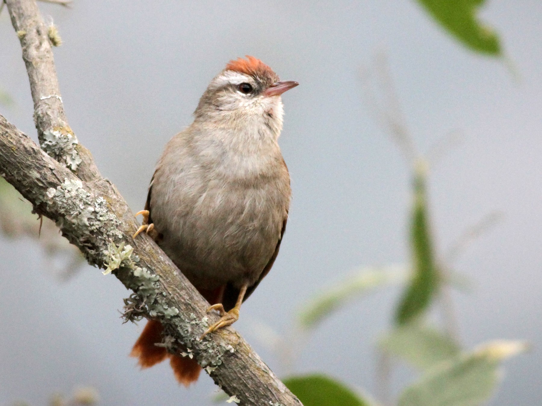 Bolivian Spinetail - eBird