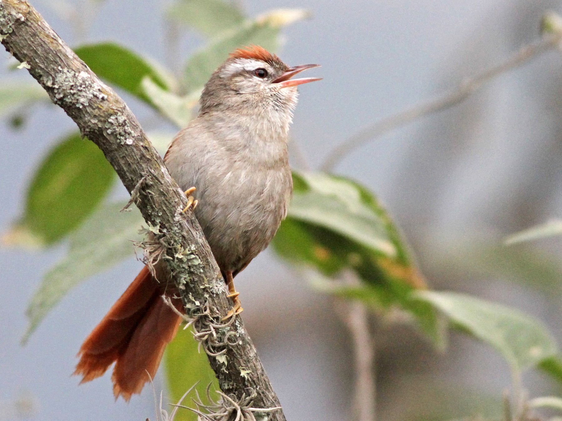 Bolivian Spinetail - eBird
