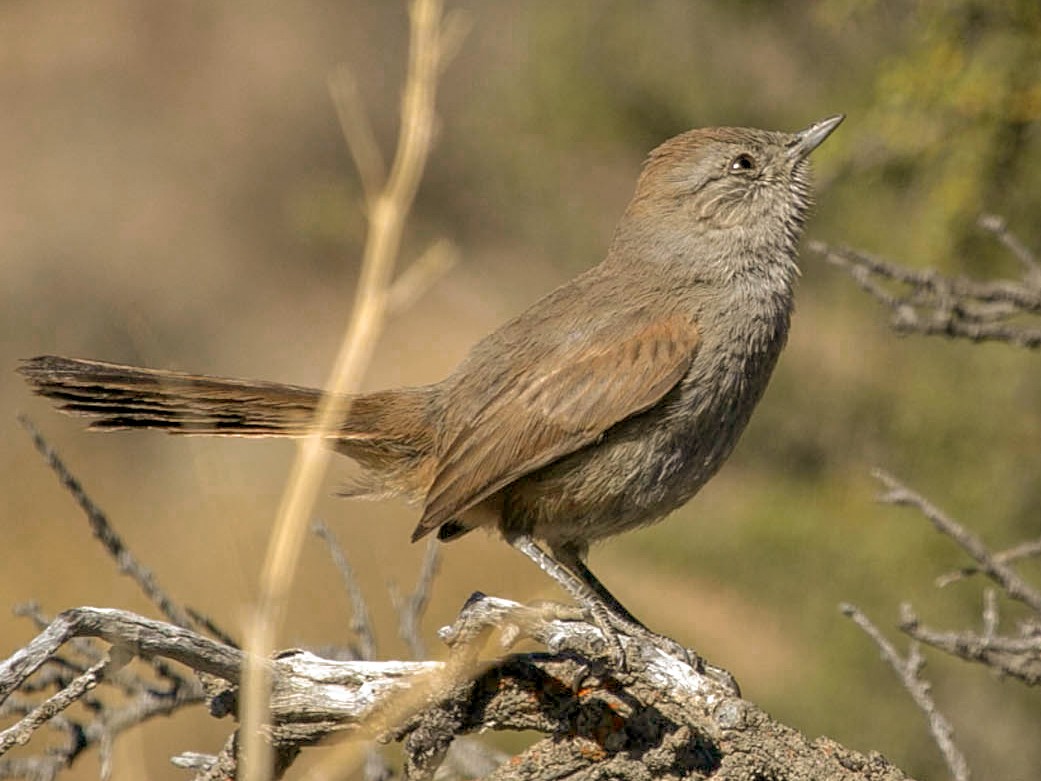 Patagonian Canastero - eBird