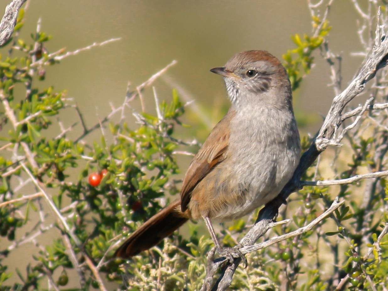 Patagonian Canastero - eBird