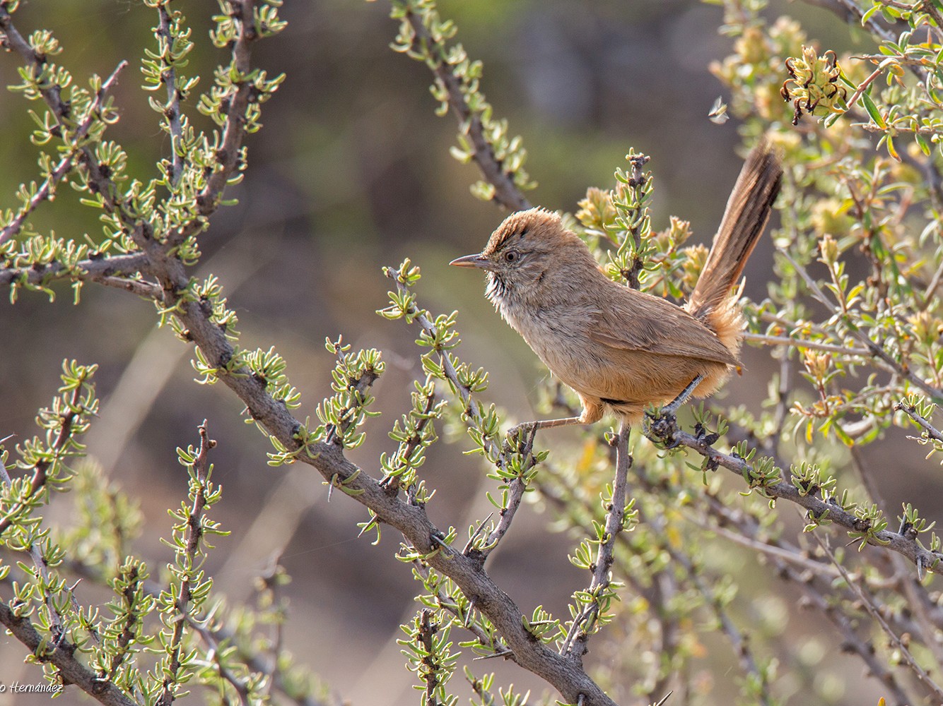 Patagonian Canastero - eBird