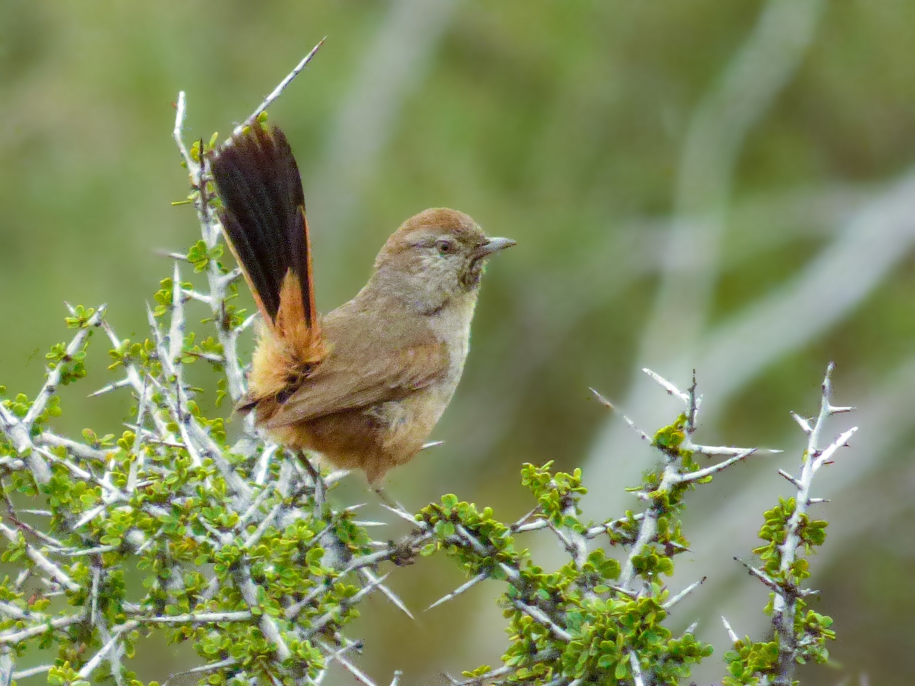 Patagonian Canastero - eBird