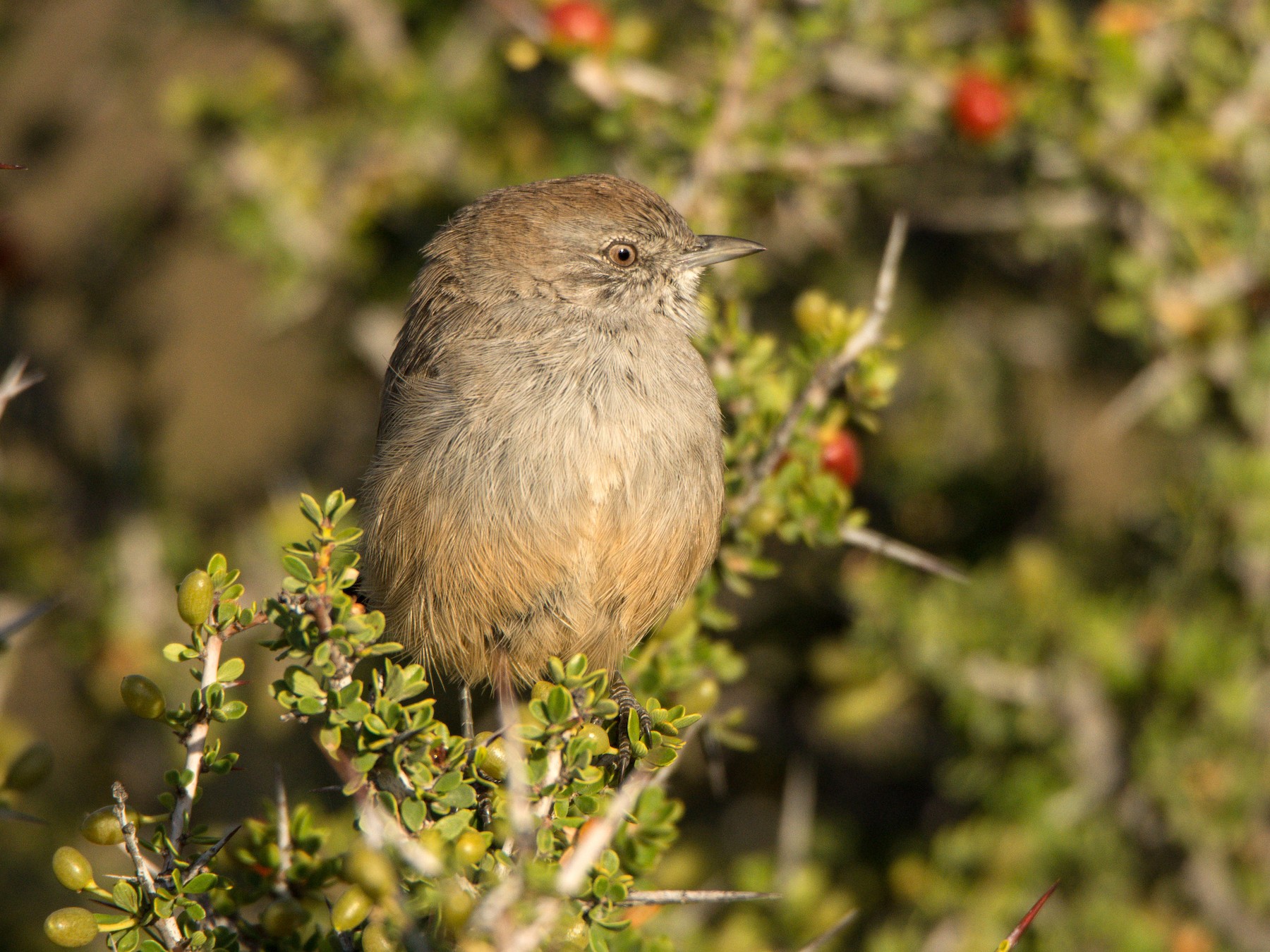 Patagonian Canastero - eBird