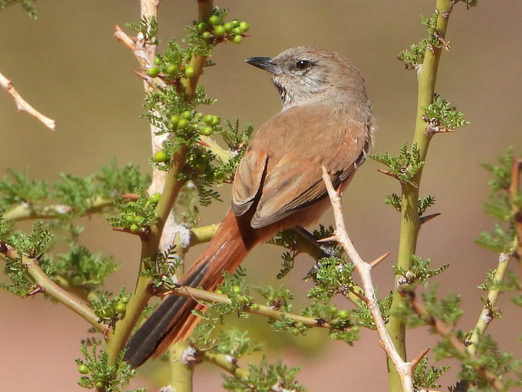Canastero Castaño - eBird