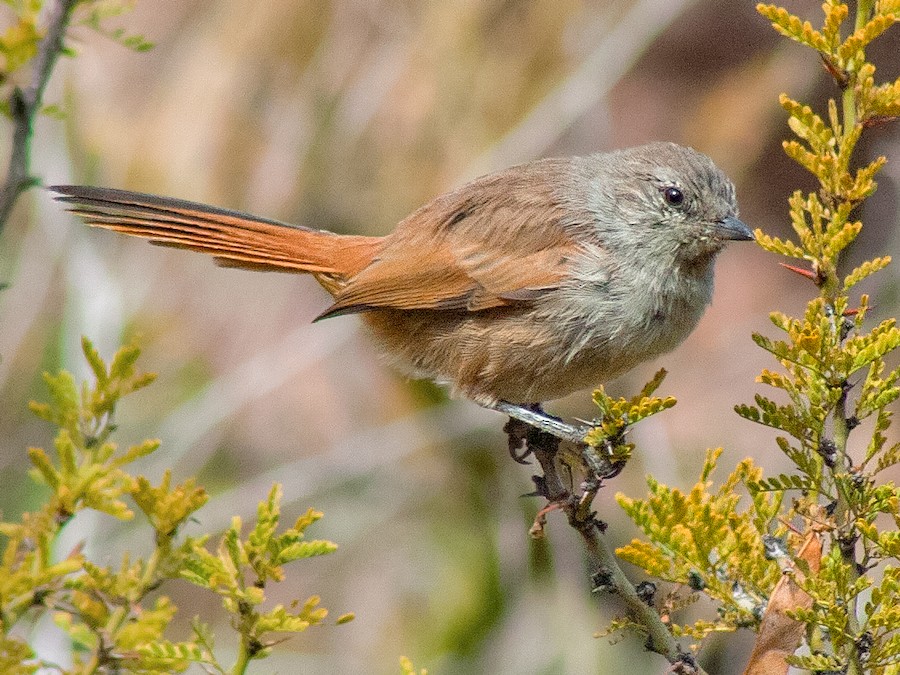Synallaxe marron - eBird