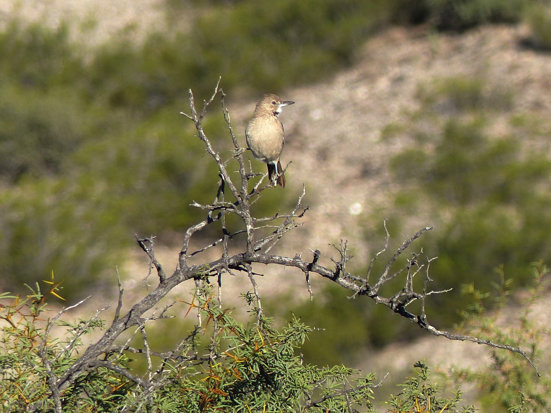 Cacholote Pardo - eBird