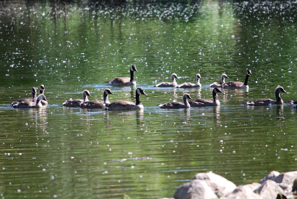 eBird Checklist - 11 Jun 2020 - Monument Valley Park - 21 species (+1 ...