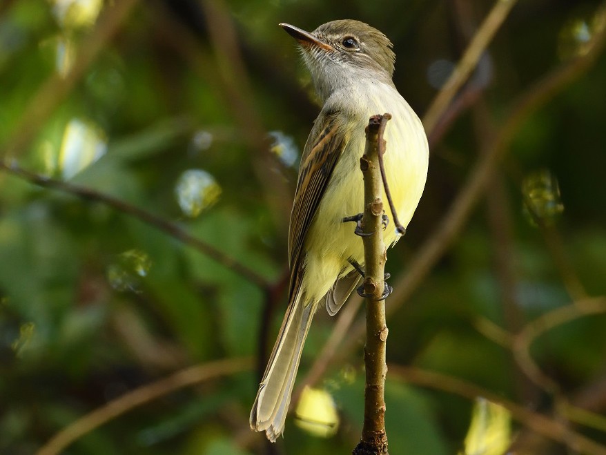 Flammulated Flycatcher - eBird