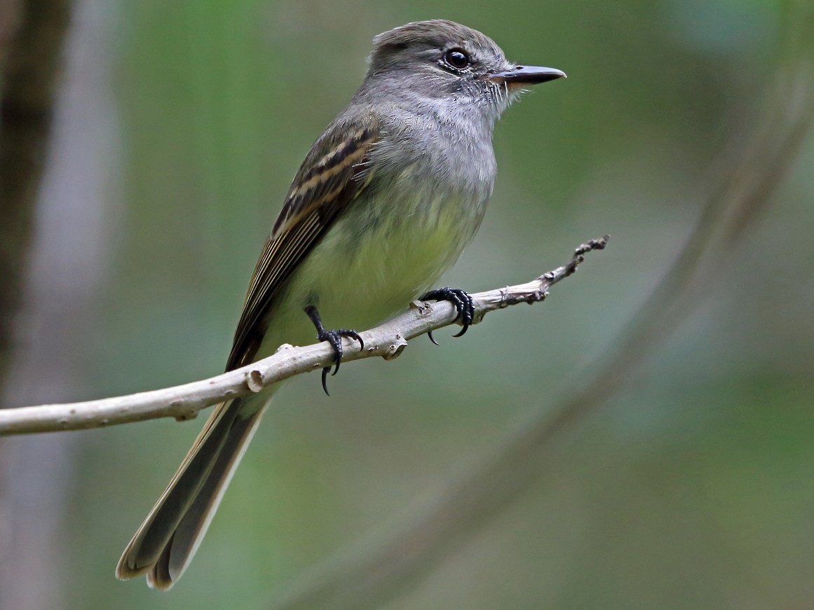 Flammulated Flycatcher - eBird