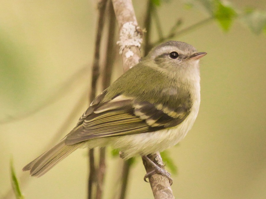 Buff-banded Tyrannulet - eBird
