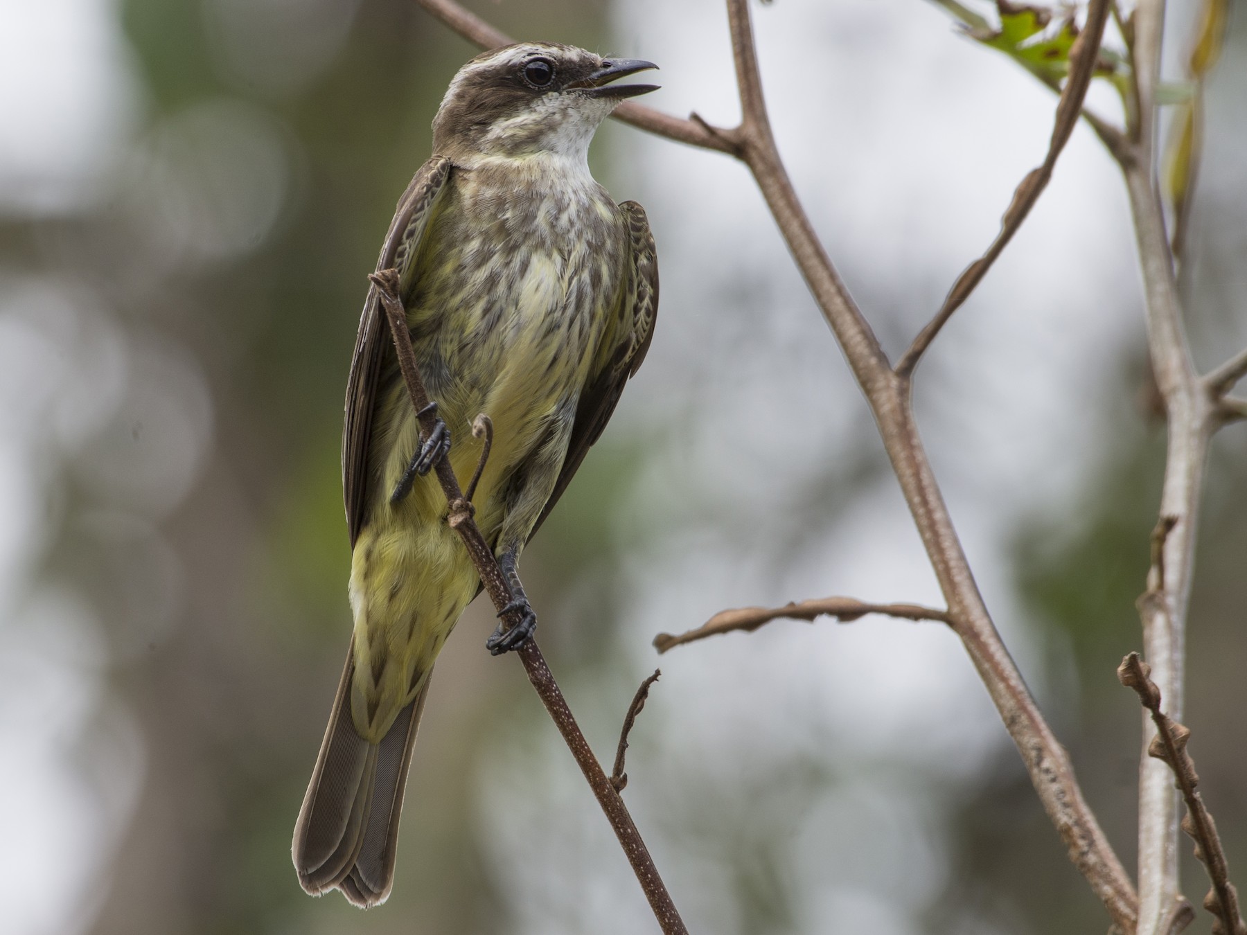 Piratic Flycatcher - eBird