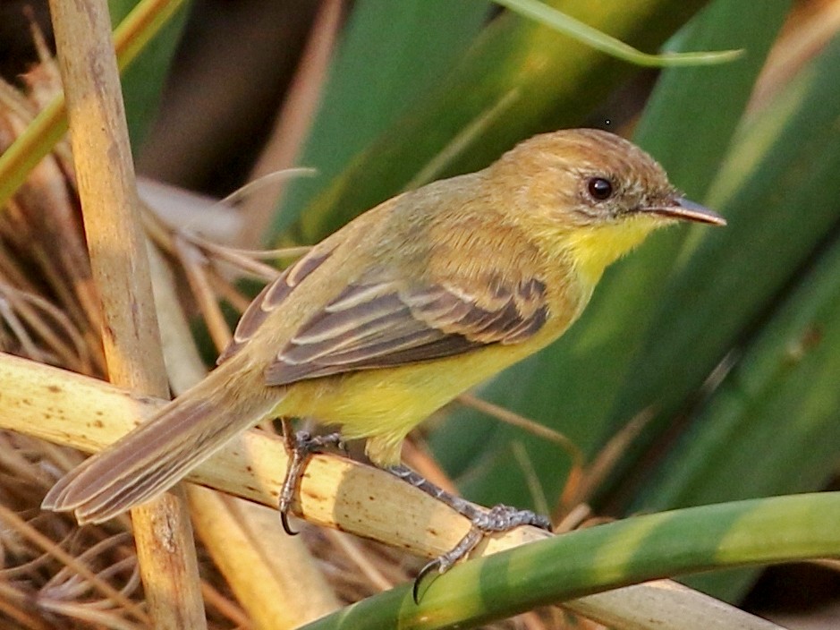 Doradito Pardo - eBird