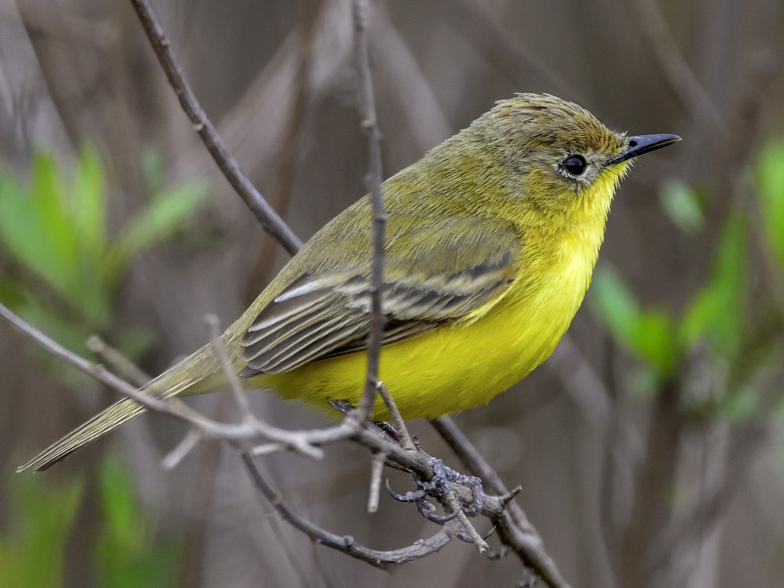 Doradito Pardo - eBird