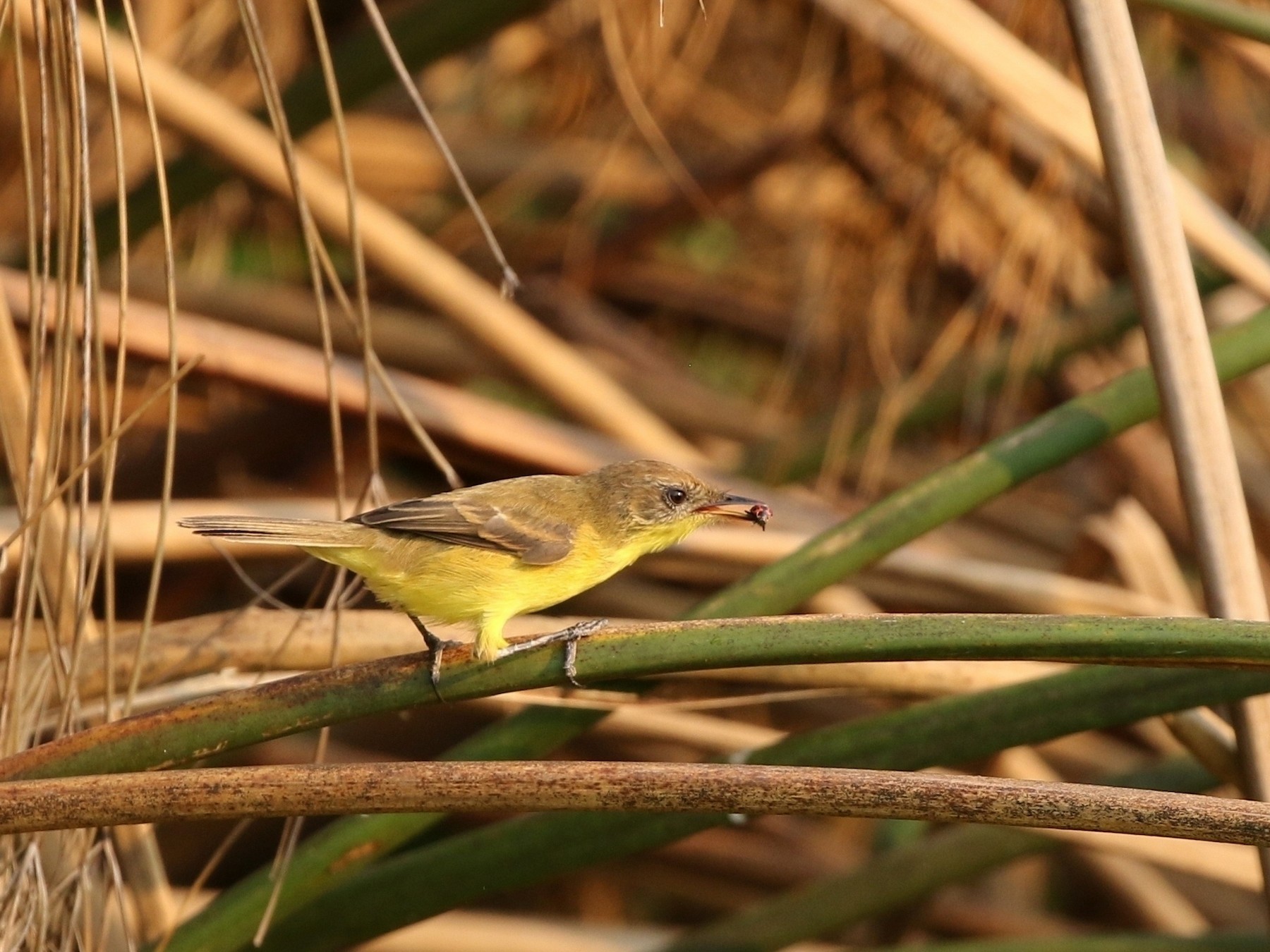 Dinelli's Doradito - eBird