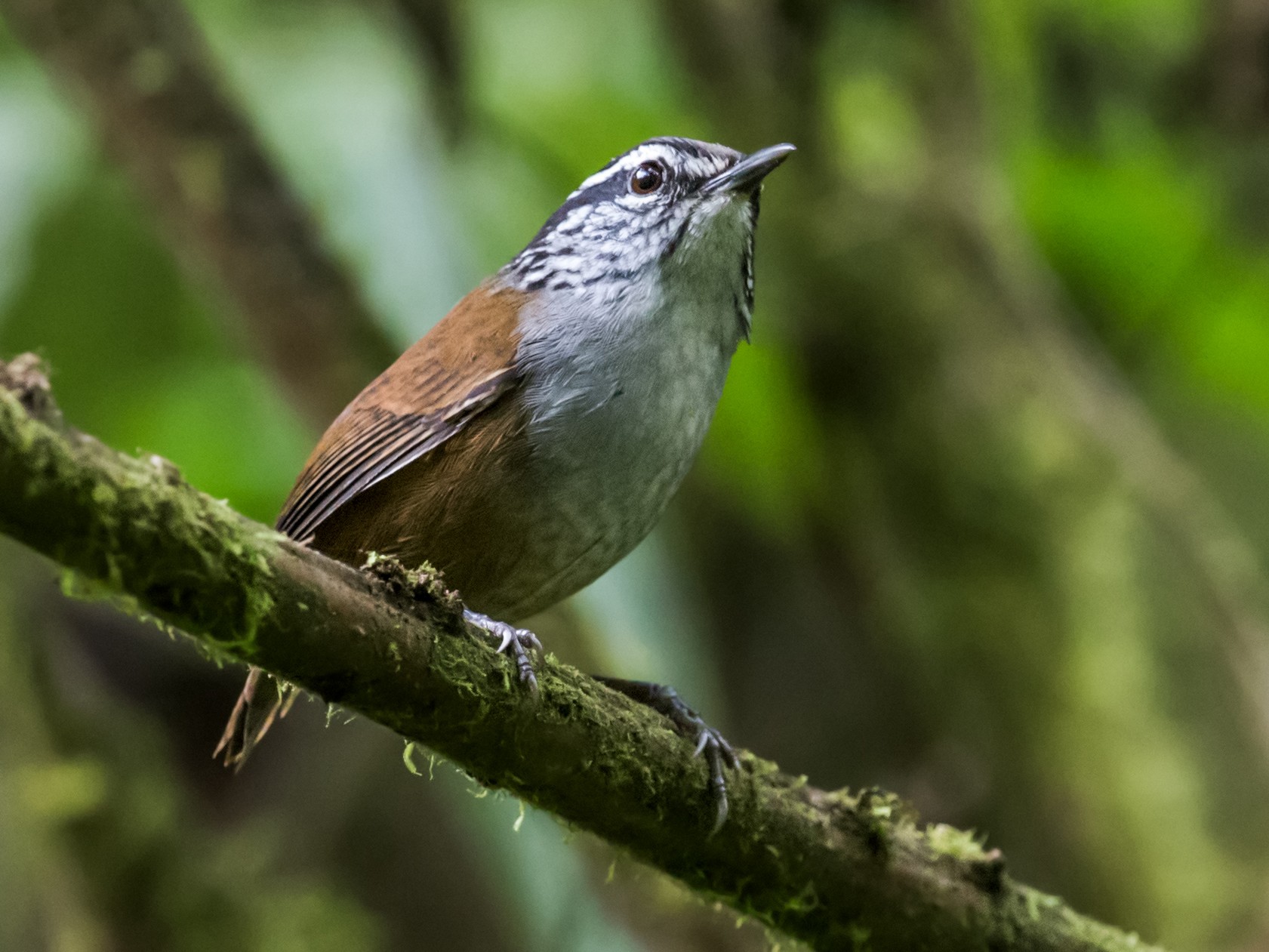 Gray-breasted Wood-Wren - eBird