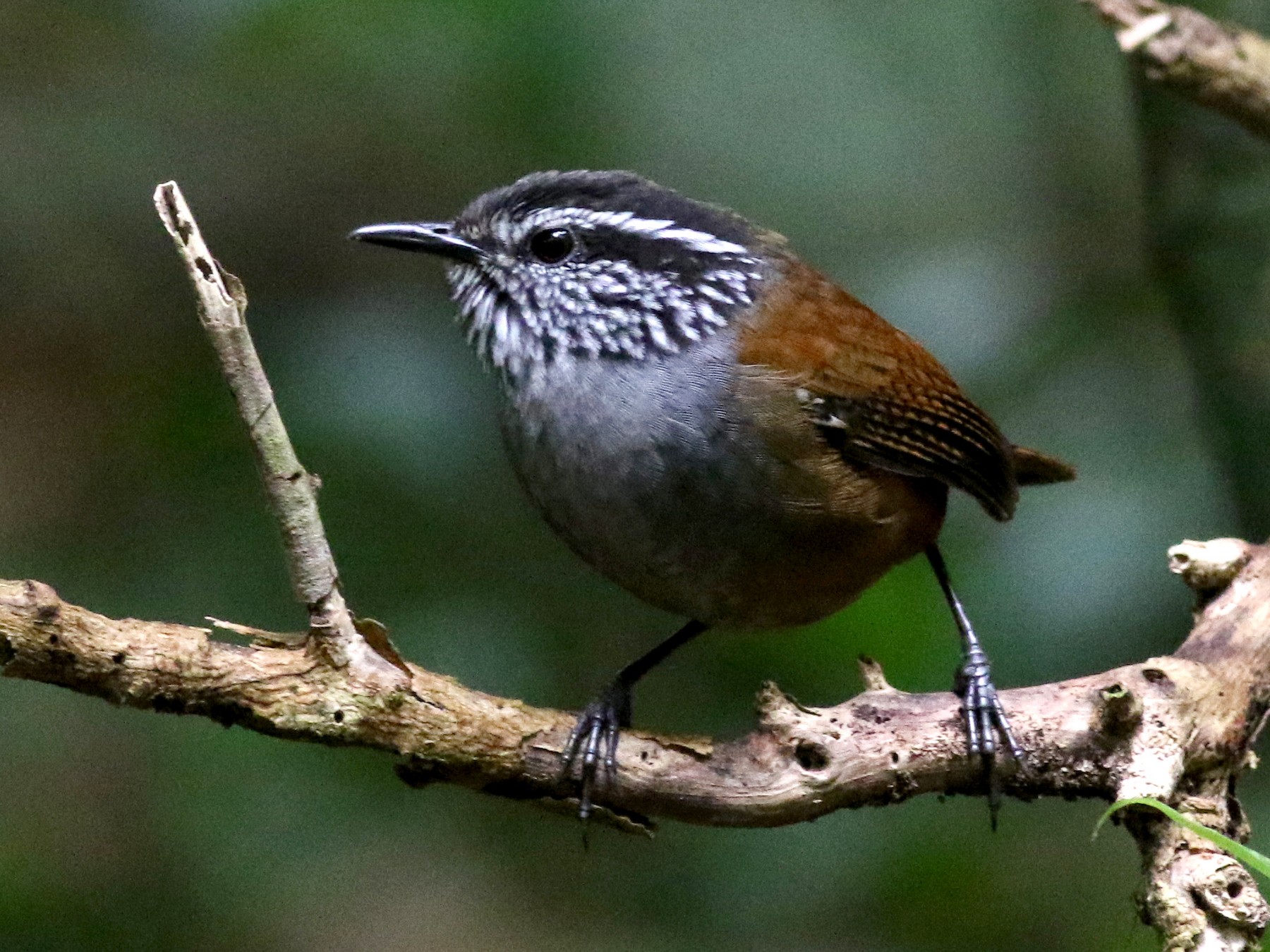 Gray-breasted Wood-Wren - eBird