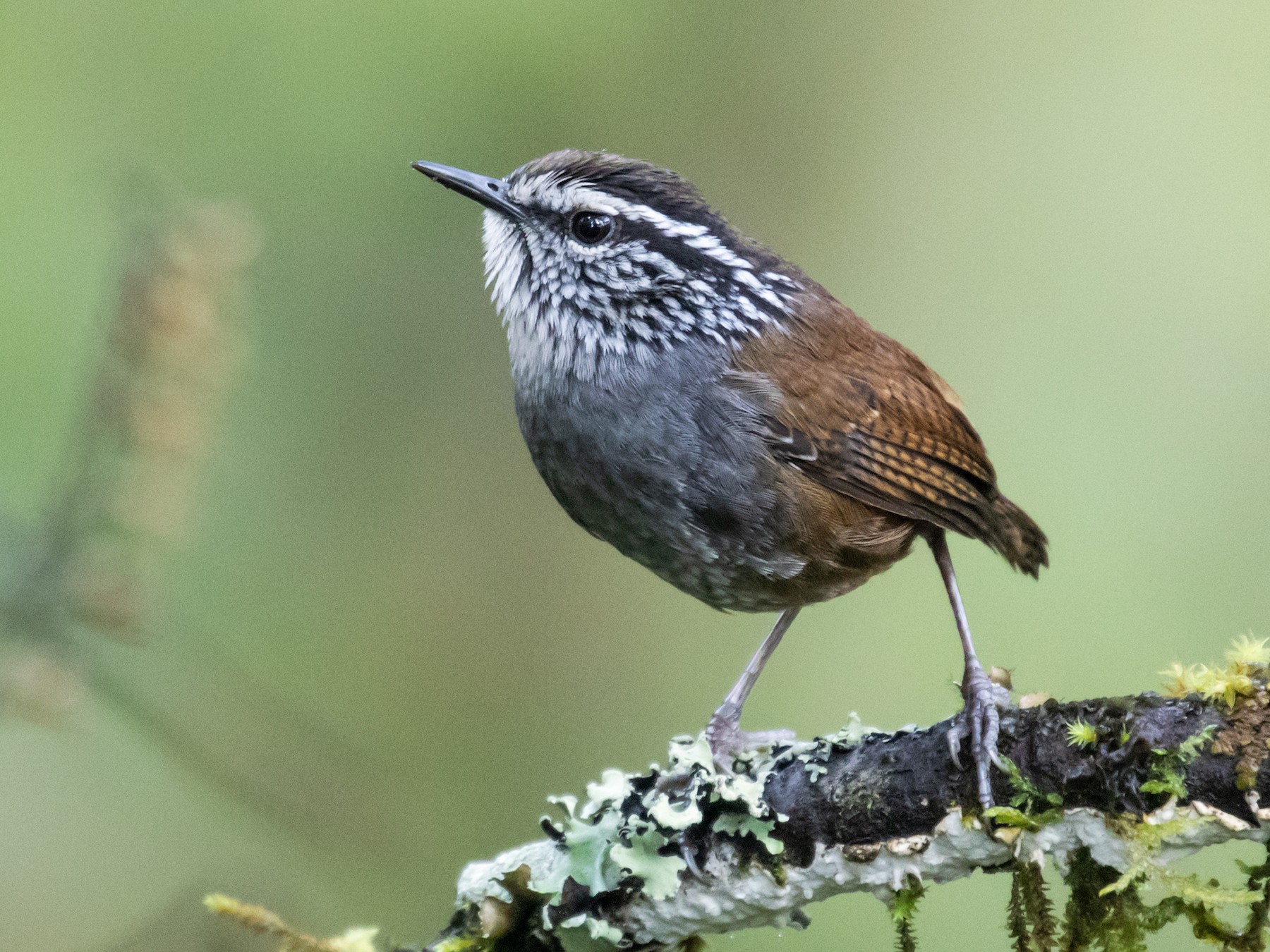 Gray-breasted Wood-Wren - eBird