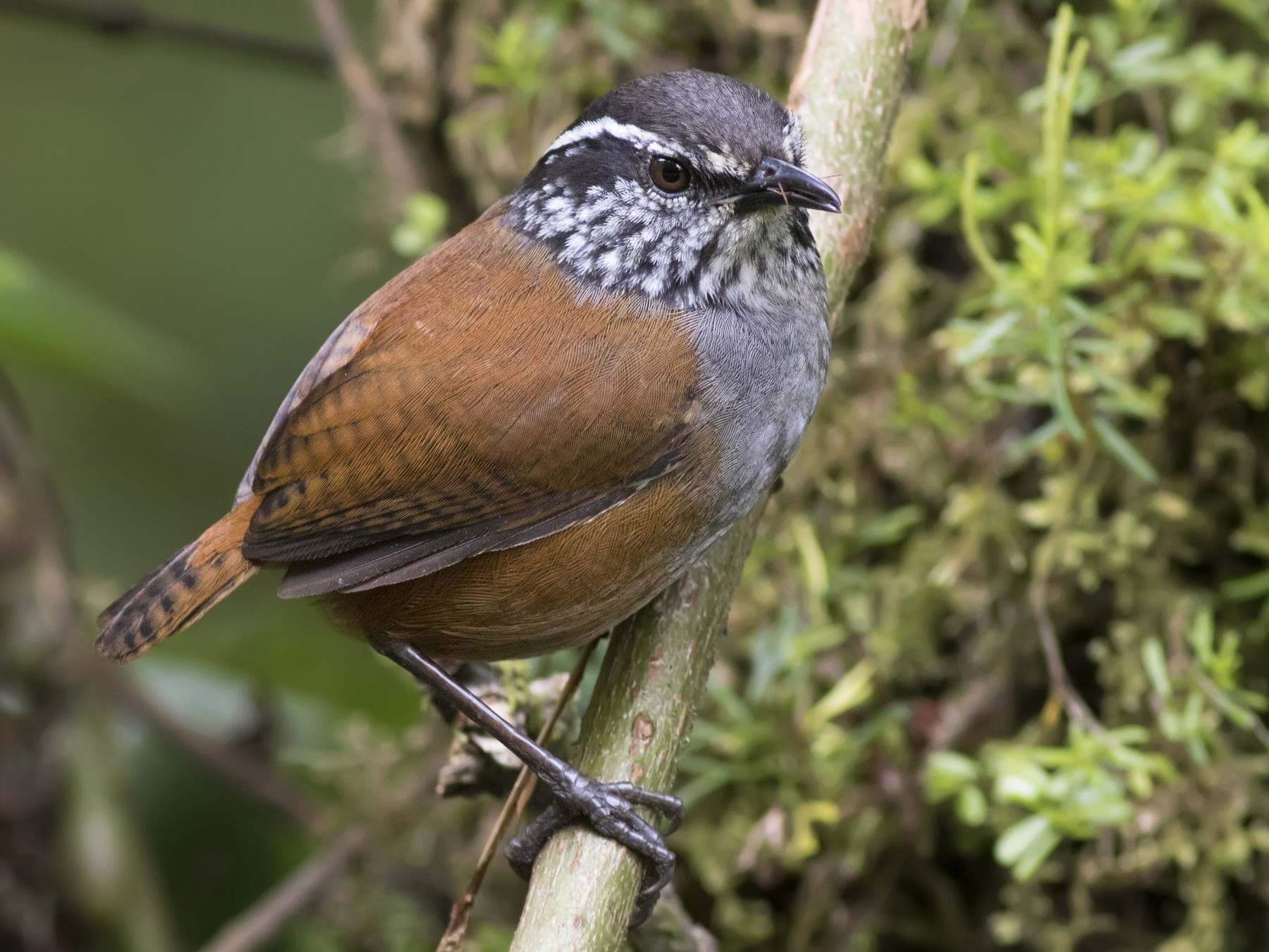 Gray-breasted Wood-Wren - eBird