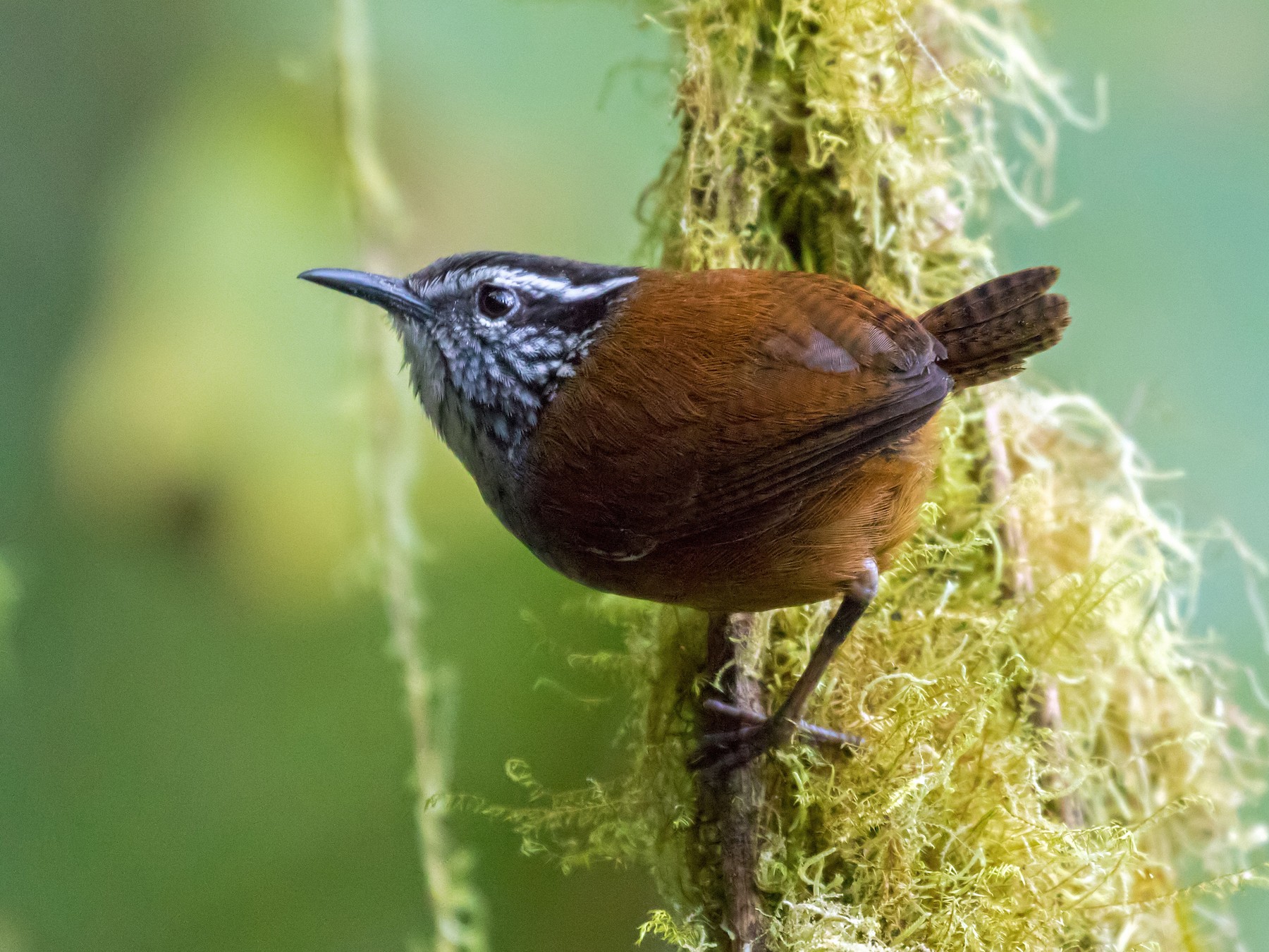 Gray-breasted Wood-Wren - eBird