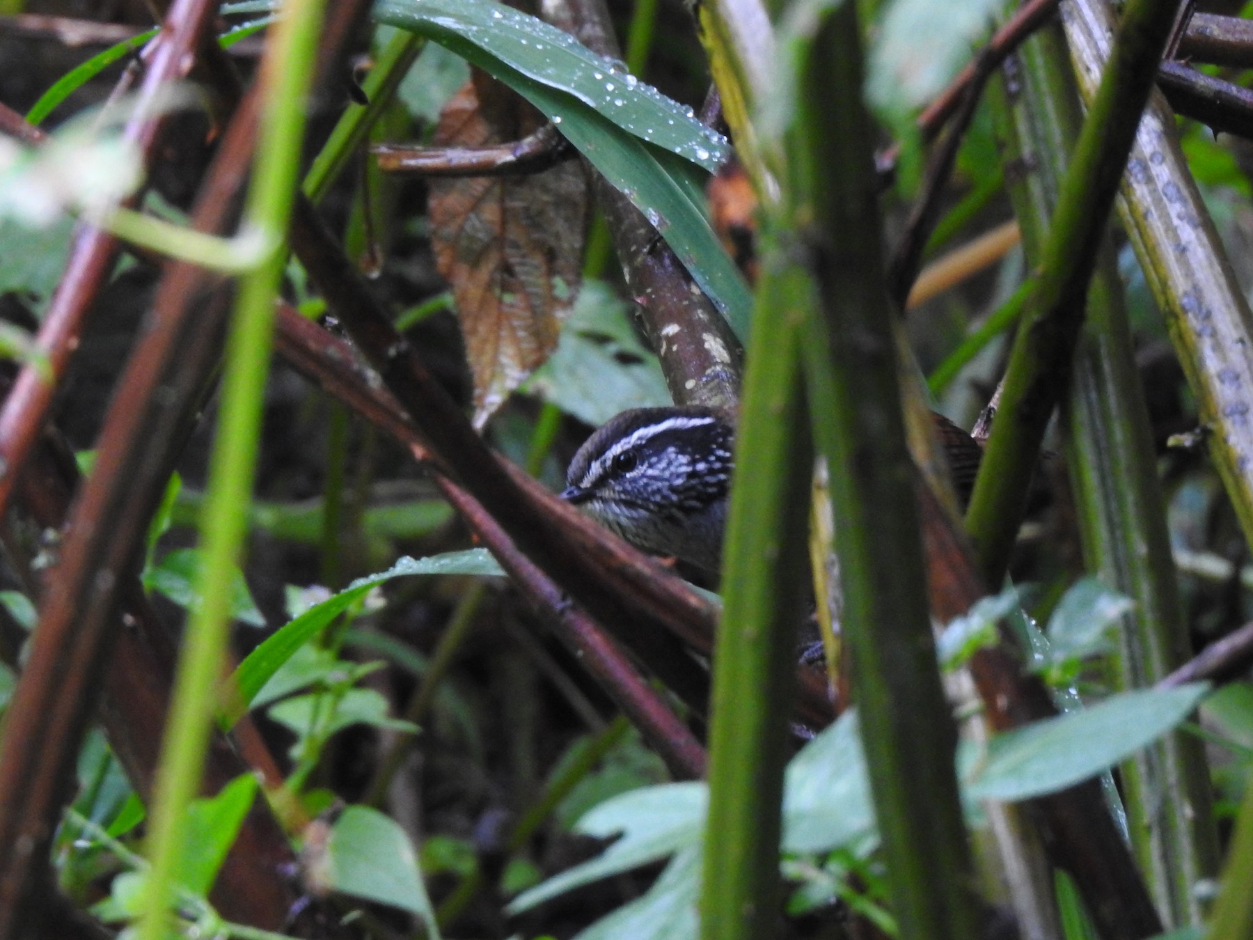 Gray-breasted Wood-Wren - eBird