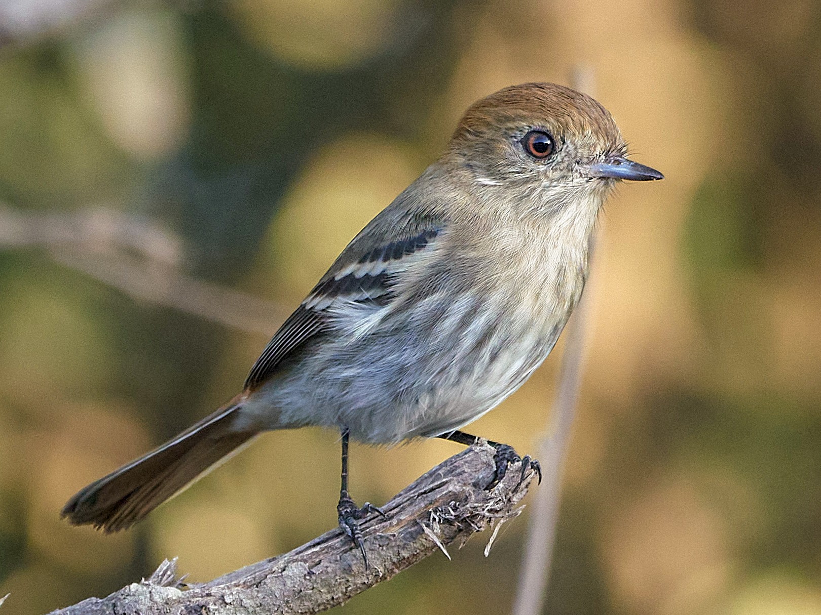 Maria-preta-acinzentada - eBird