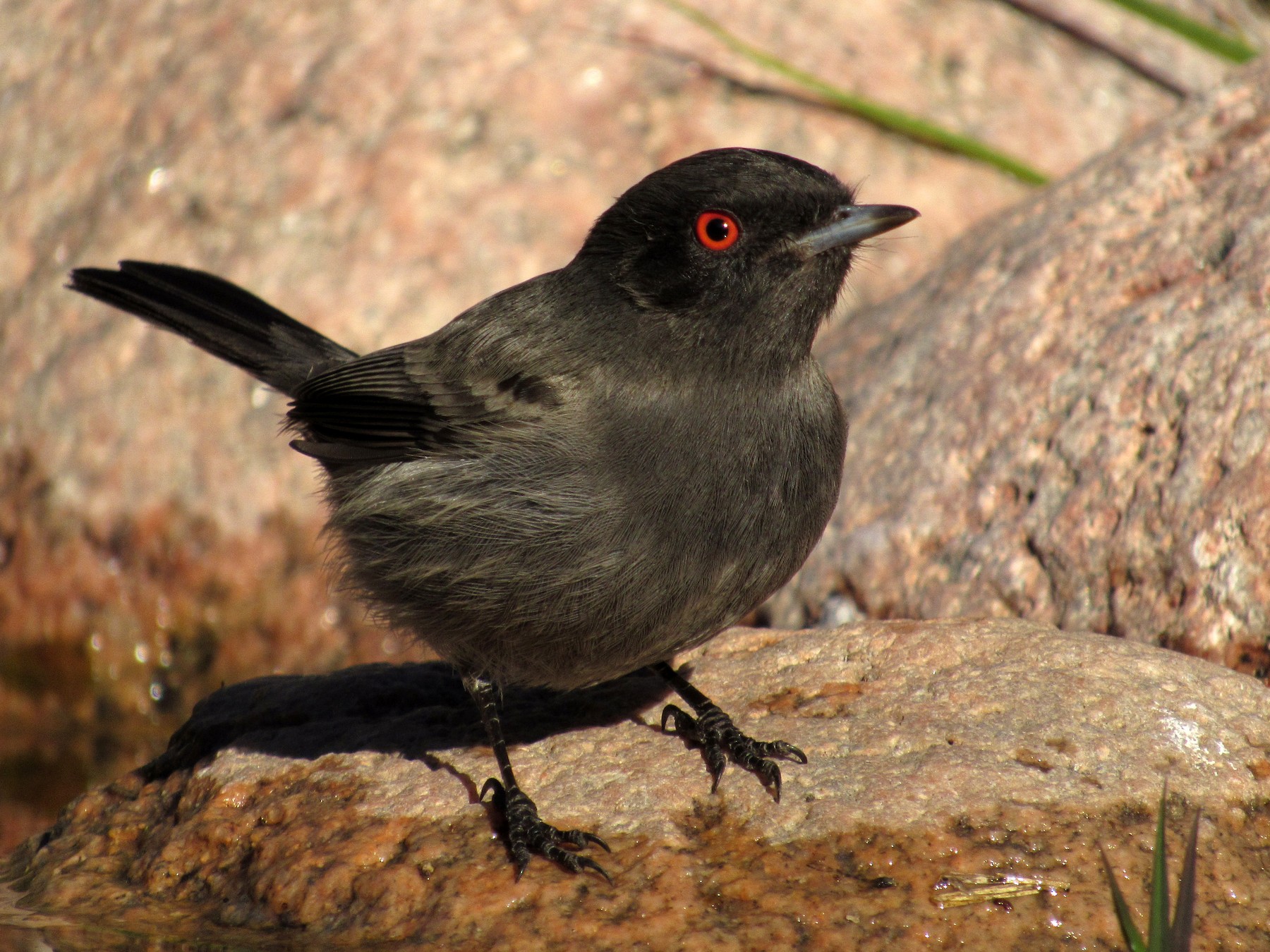 Maria-preta-acinzentada - eBird