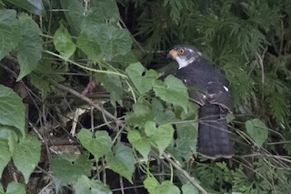Meyer's Goshawk - Accipiter meyerianus - Birds of the World