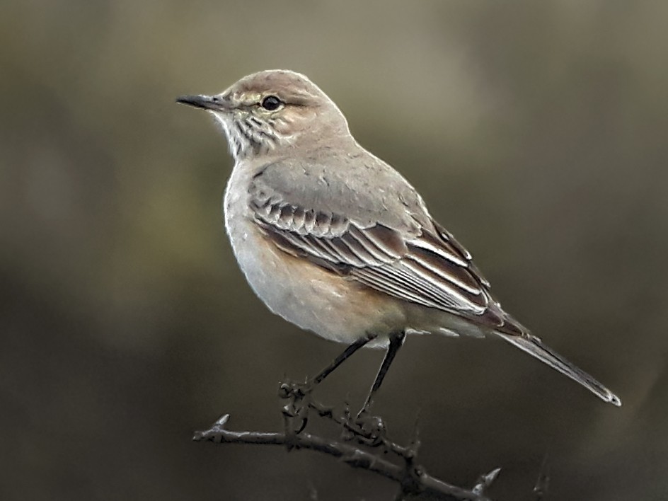 Lesser Shrike-Tyrant - eBird