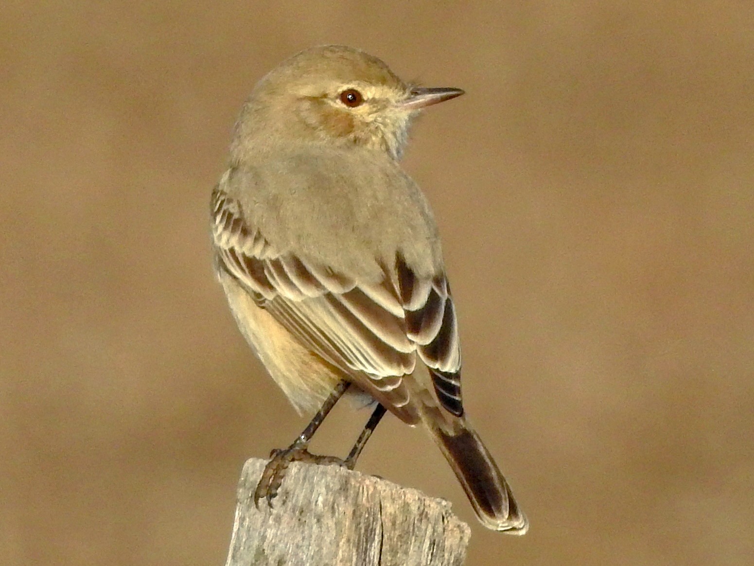 Lesser Shrike-Tyrant - eBird
