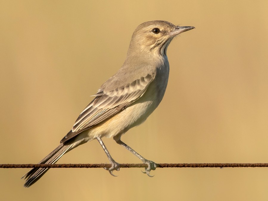 Lesser Shrike-Tyrant - eBird