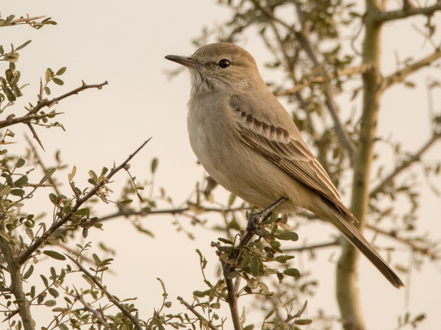 Lesser Shrike-Tyrant - eBird