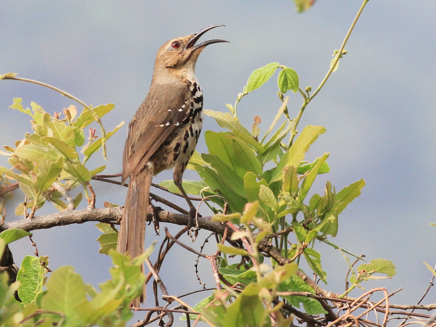 Ocellated Thrasher - eBird