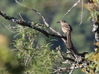 Ocellated Thrasher - eBird