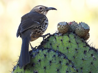 Ocellated Thrasher - eBird