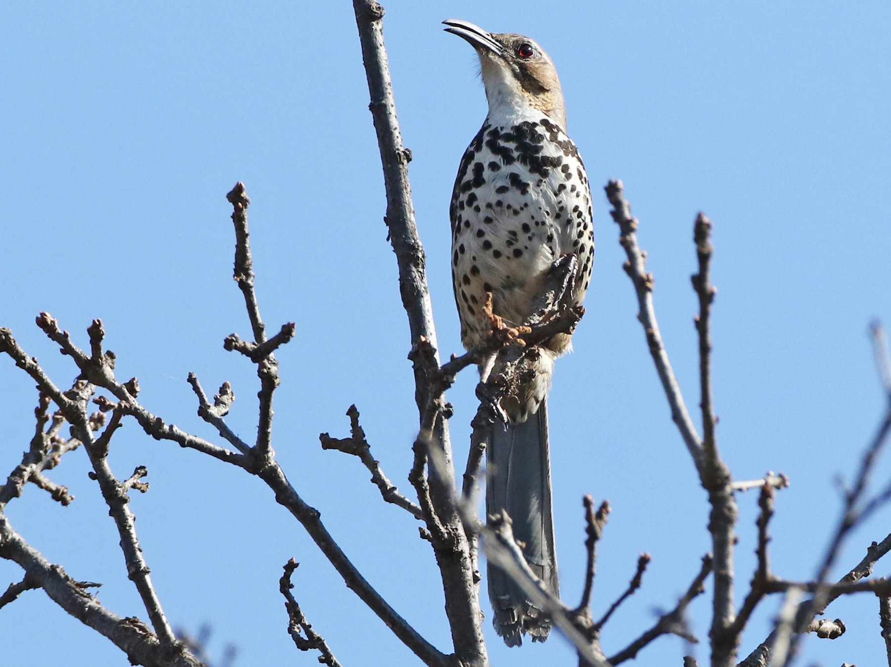 Ocellated Thrasher - eBird